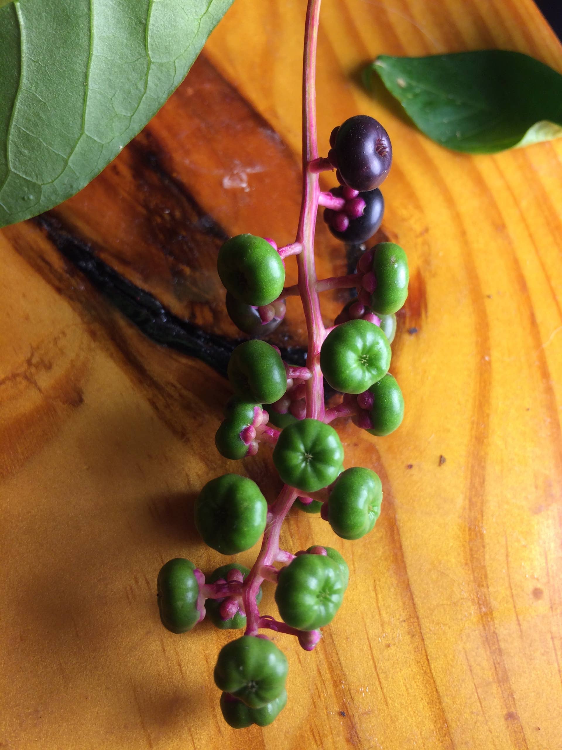 How to Identify, Harvest, and Prepare Pokeweed and Poke Sallet - Delishably