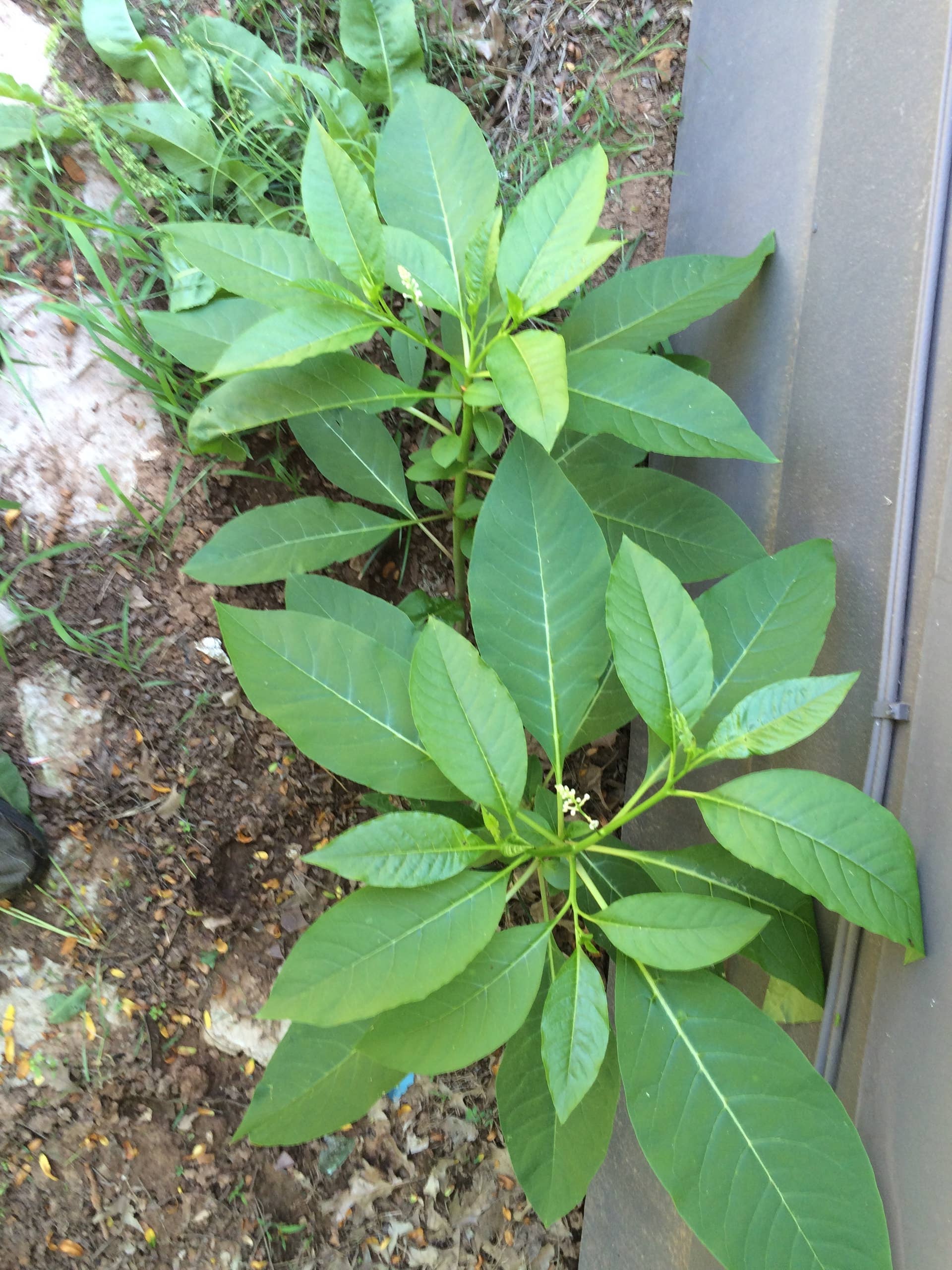 How to Identify, Harvest, and Prepare Pokeweed and Poke Sallet - Delishably