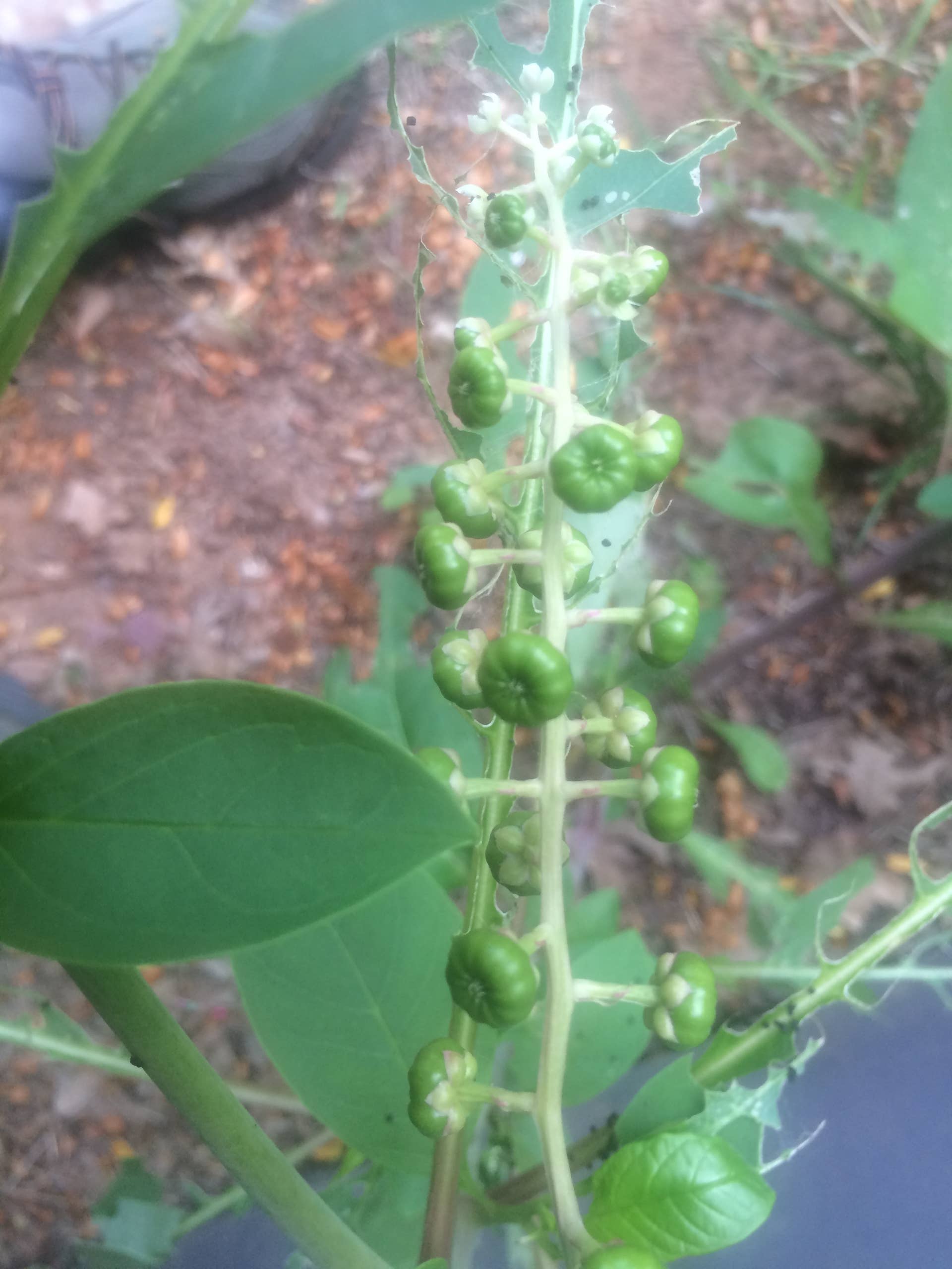 How to Identify, Harvest, and Prepare Pokeweed and Poke Sallet - Delishably