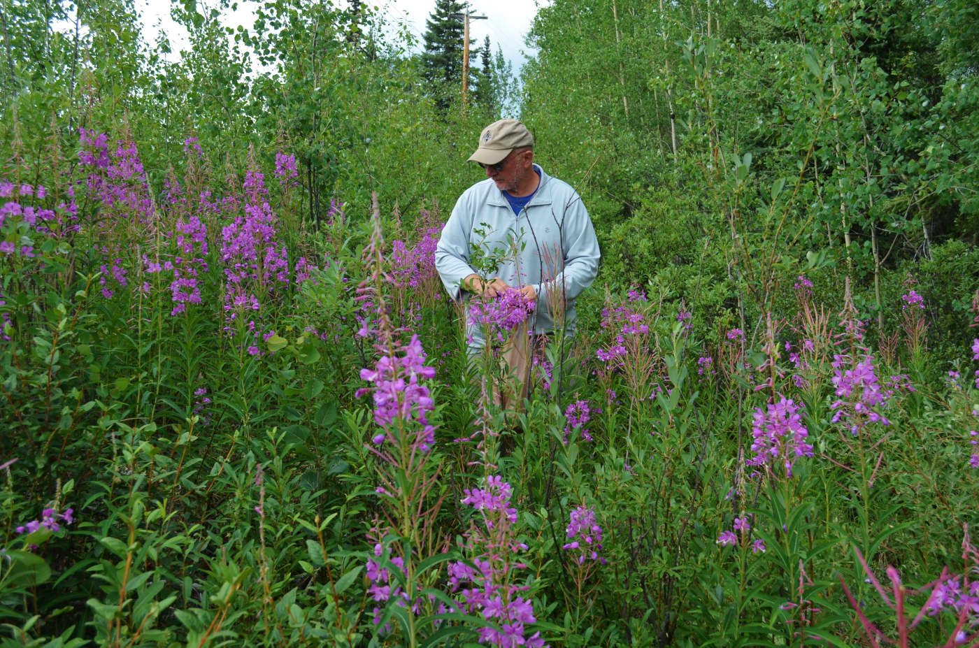 Fireweed Syrup Recipe: How to Make Flower-Infused Syrup - Delishably