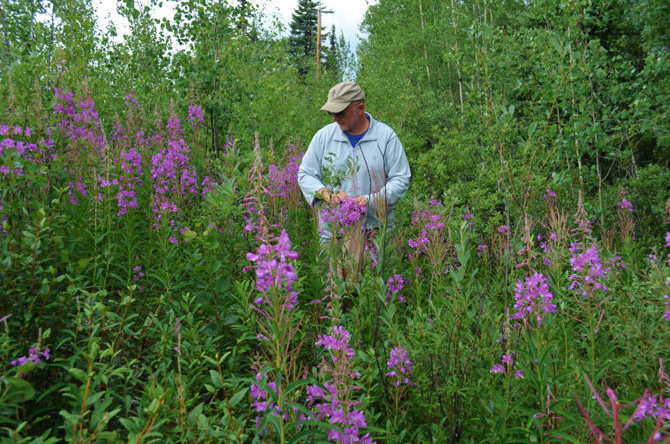 Fireweed Syrup Recipe: How to Make Flower-Infused Syrup - Delishably