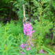 Fireweed Syrup Recipe: How to Make Flower-Infused Syrup - Delishably