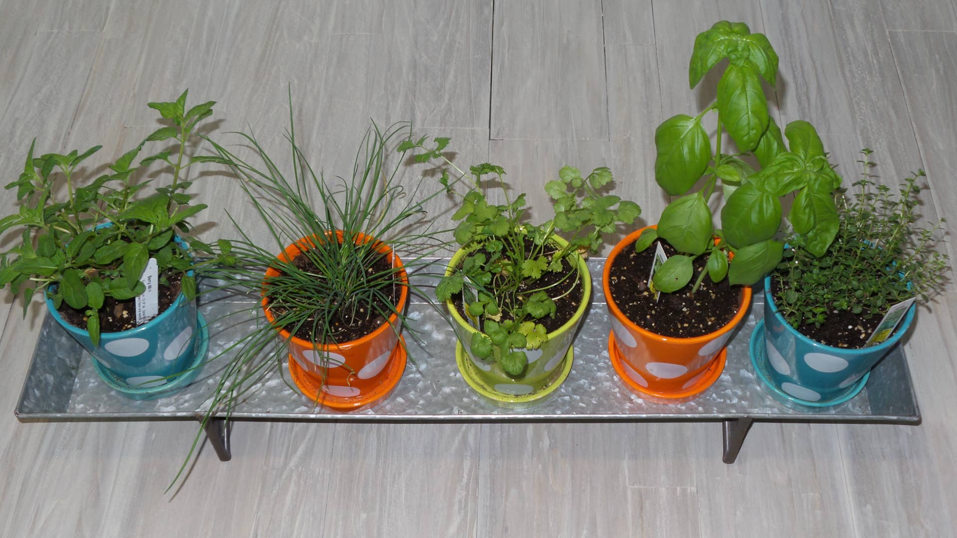 How to Harvest and Store Fresh Culinary Herbs - Delishably