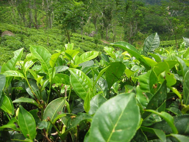 Fluoride Content in Black, White, Green, Oolong, and Herbal Teas ...