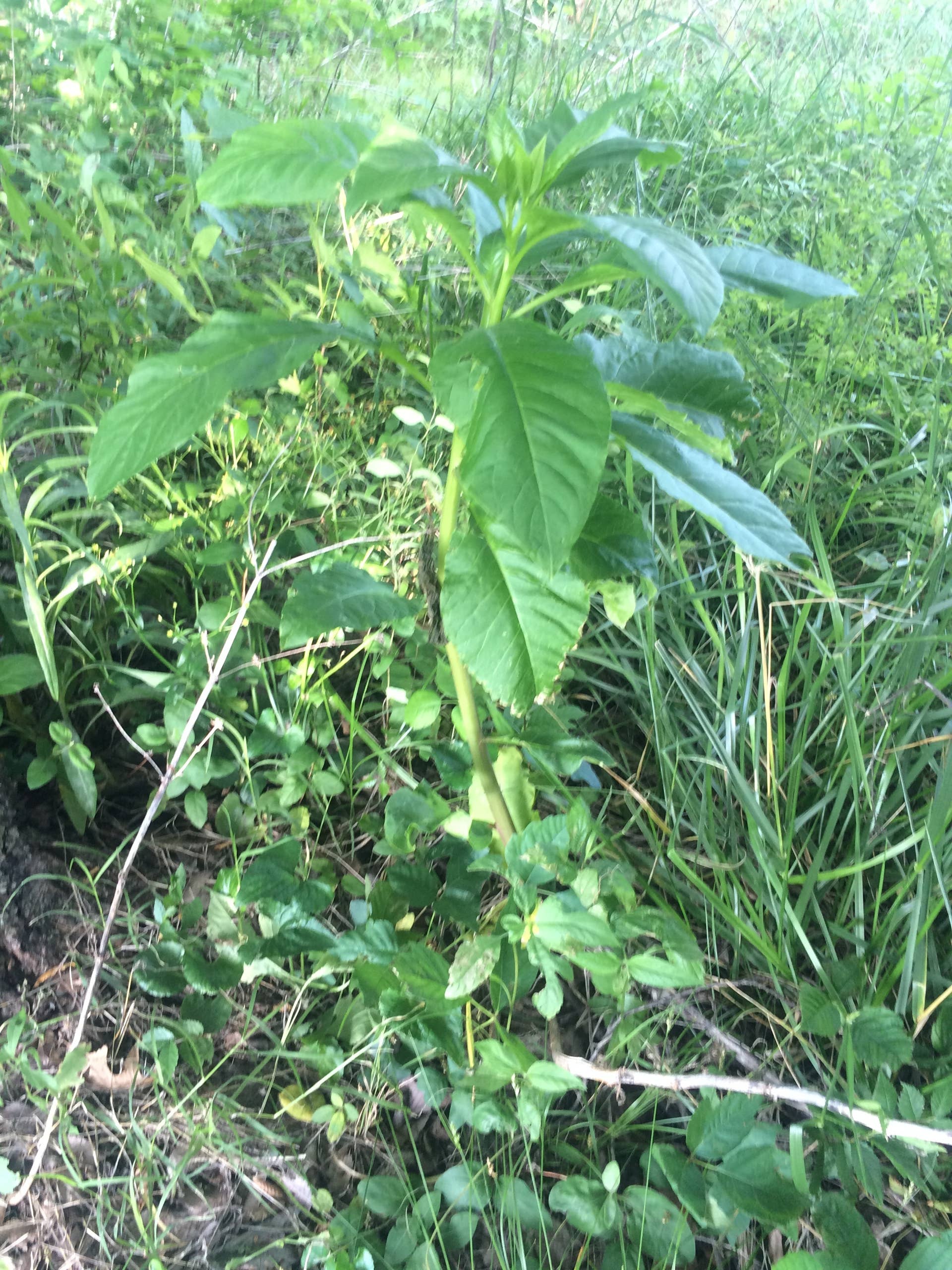 How to Identify, Harvest, and Prepare Pokeweed and Poke Sallet - Delishably