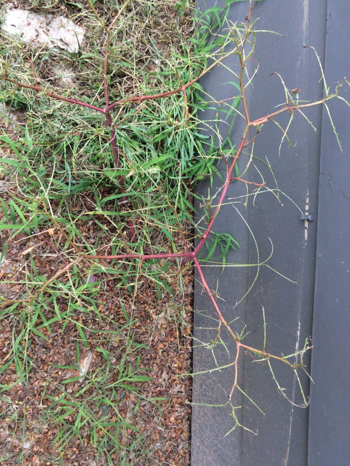 How to Identify, Harvest, and Prepare Pokeweed and Poke Sallet - Delishably