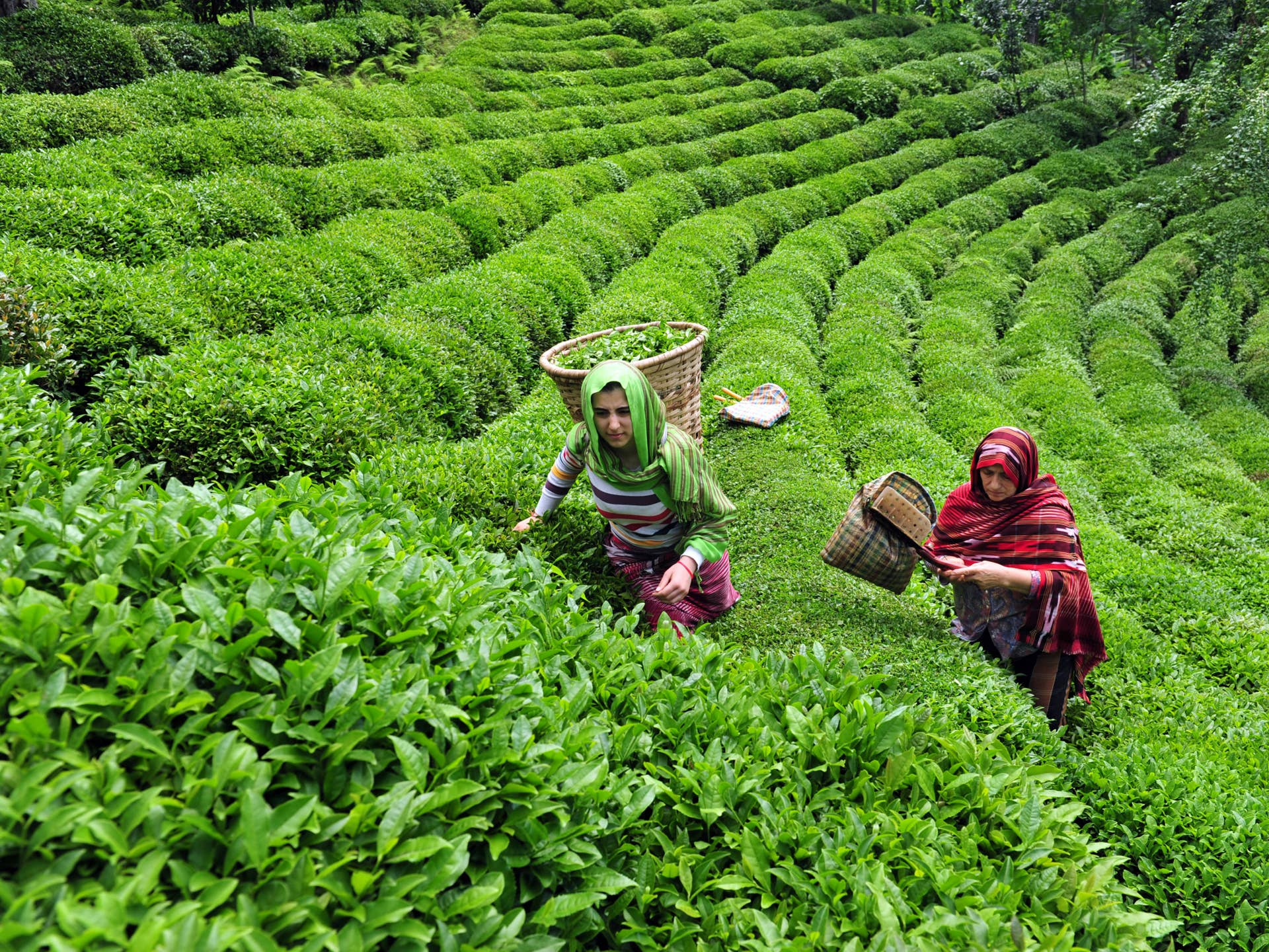 Fluoride Content in Black, White, Green, Oolong, and Herbal Teas ...