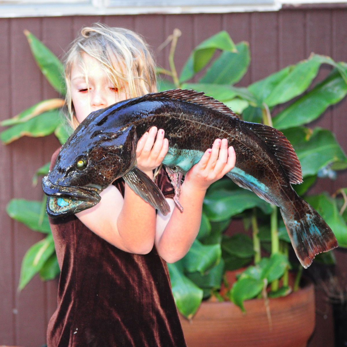 Lingcod Fish 'n' Chips - Delishably