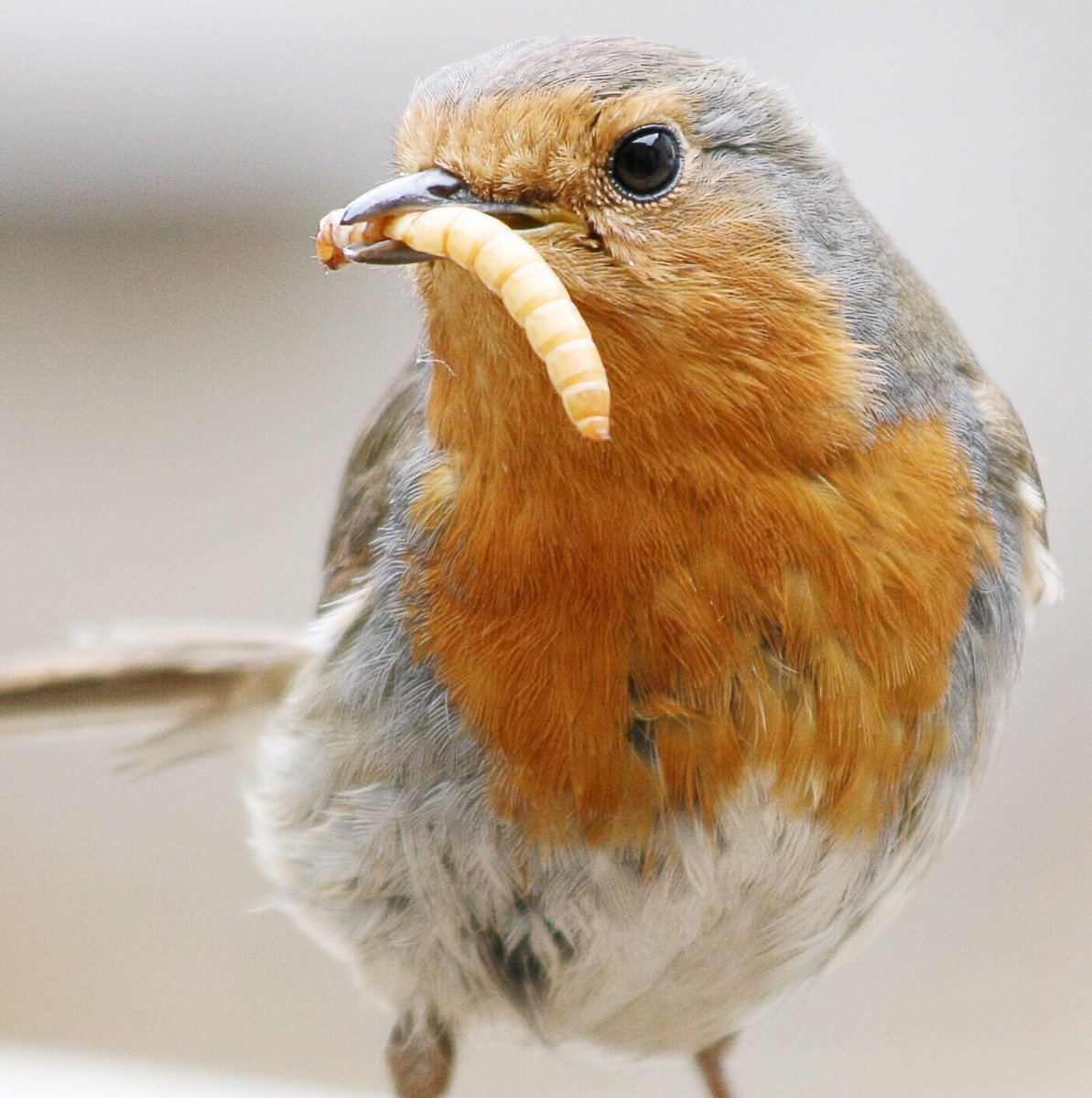 Eating Insects or Entomophagy: Helping People and the Earth - Delishably