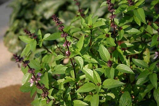 22 Common Herbs and Spices in Asian Cuisine - Delishably
