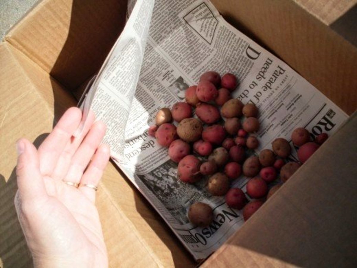 How to Store Root Vegetables in Boxes in a Cellar: Illustrated Guide ...