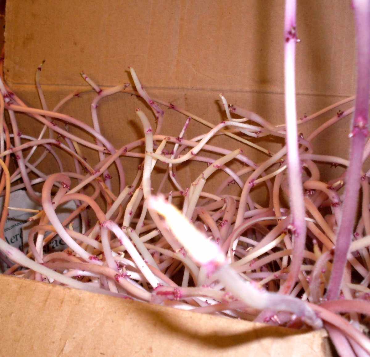 How to Store Root Vegetables in Boxes in a Cellar: Illustrated Guide ...