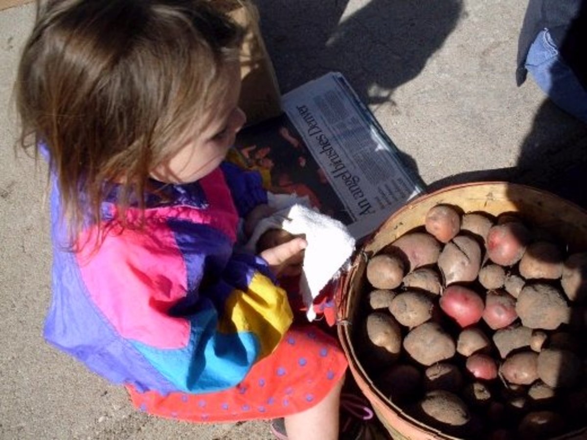 How to Store Root Vegetables in Boxes in a Cellar: Illustrated Guide ...