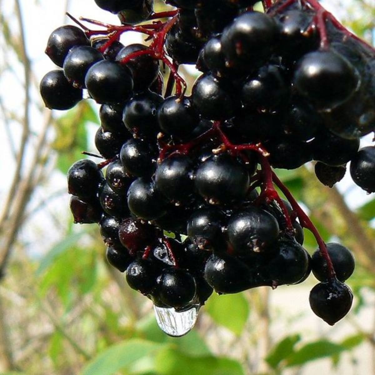 Exotic Wild Berry Sauce Recipe - Delishably