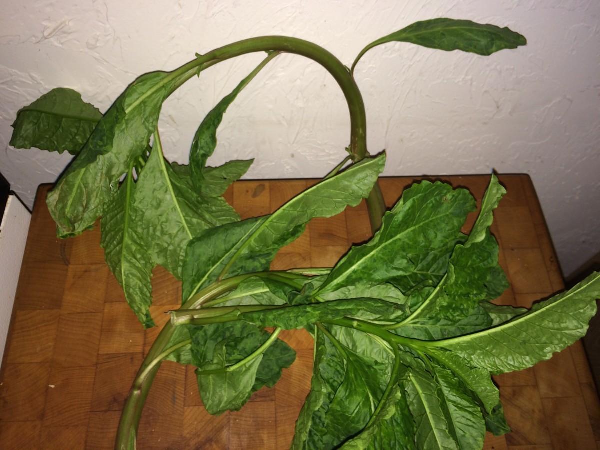 How to Identify, Harvest, and Prepare Pokeweed and Poke Sallet - Delishably