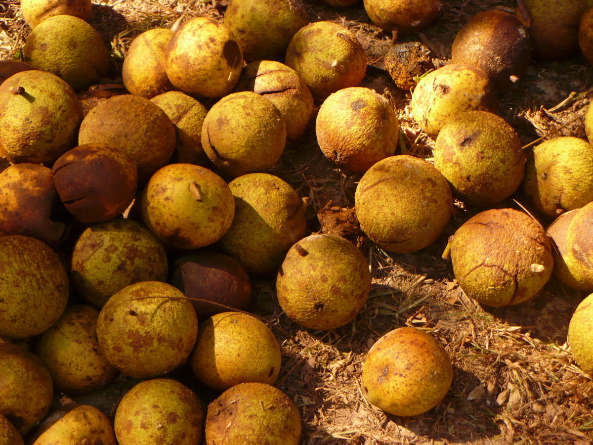 How to Harvest, Store, and Cook Black Walnuts (With Recipes) - Delishably