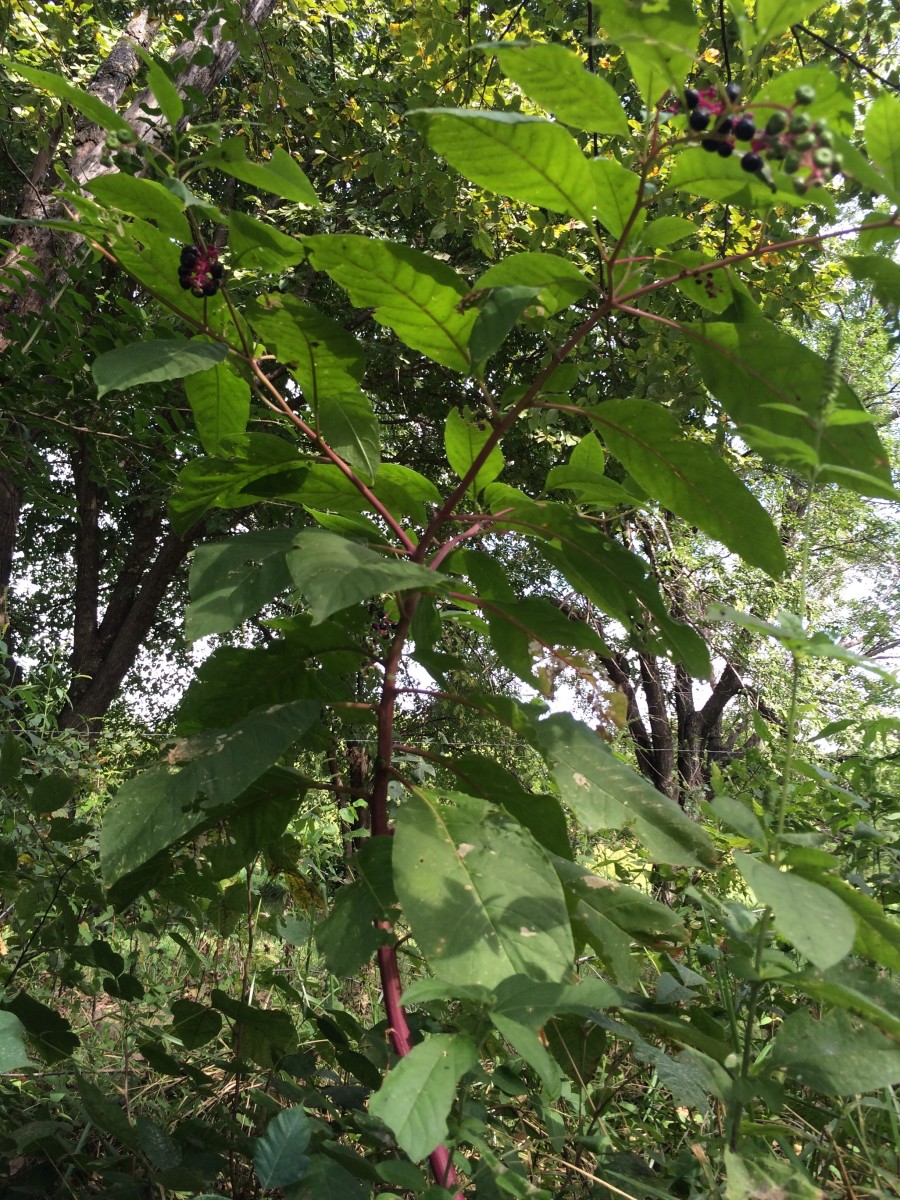 How to Identify, Harvest, and Prepare Pokeweed and Poke Sallet - Delishably
