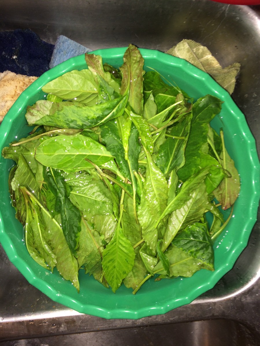 How to Identify, Harvest, and Prepare Pokeweed and Poke Sallet - Delishably