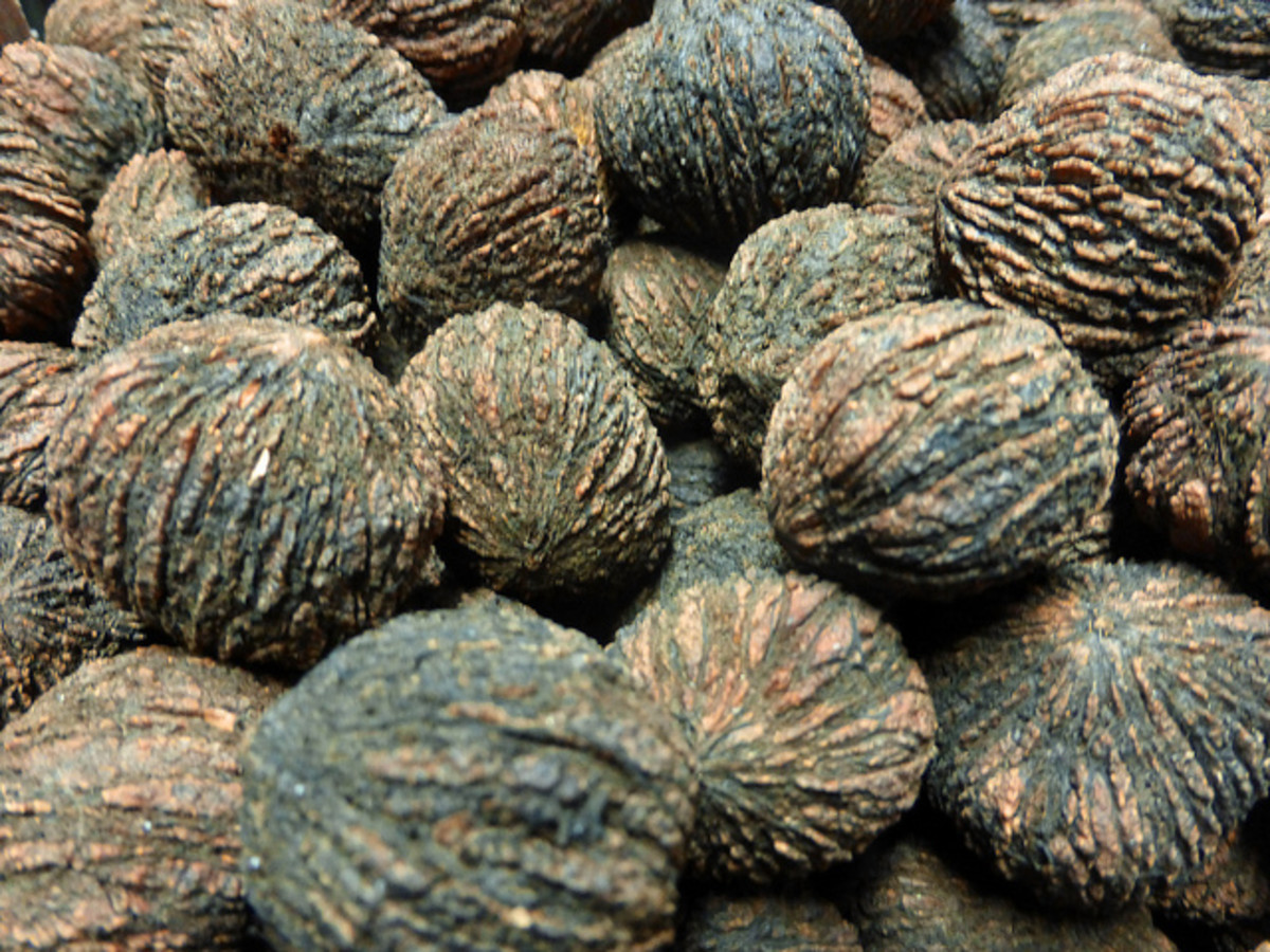 How to Harvest, Store, and Cook Black Walnuts (With Recipes) - Delishably