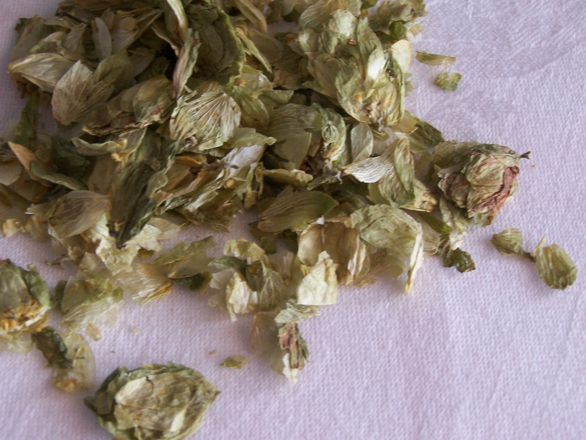 How to Make Soft Hop Yeast (Plus Hop Yeast Bread Recipe) - Delishably