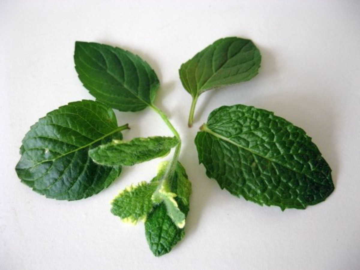 Mint Varieties: From Chocolate Mint to Peppermint - Delishably