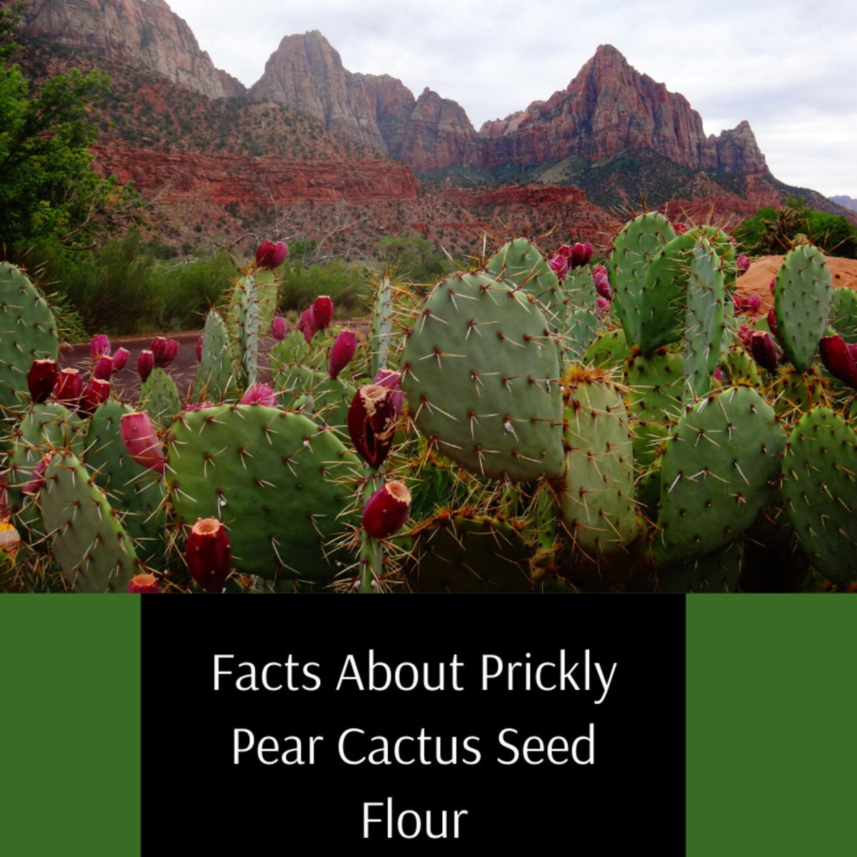 Prickly Pear Cactus Seed Flour - Delishably