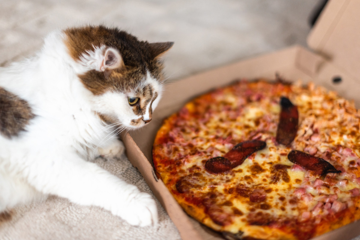 Funny Cat's Intent Focus on Freshly-Baked Pizza Is Such a Vibe - Delishably