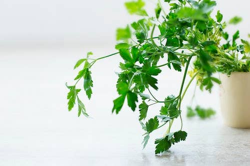 Using Fresh Parsley as a Garnish - Delishably