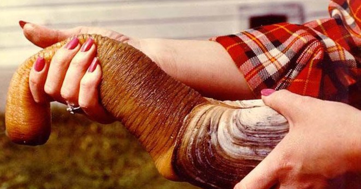 14 of the World's Most Disgusting and Challenging Foods - Delishably