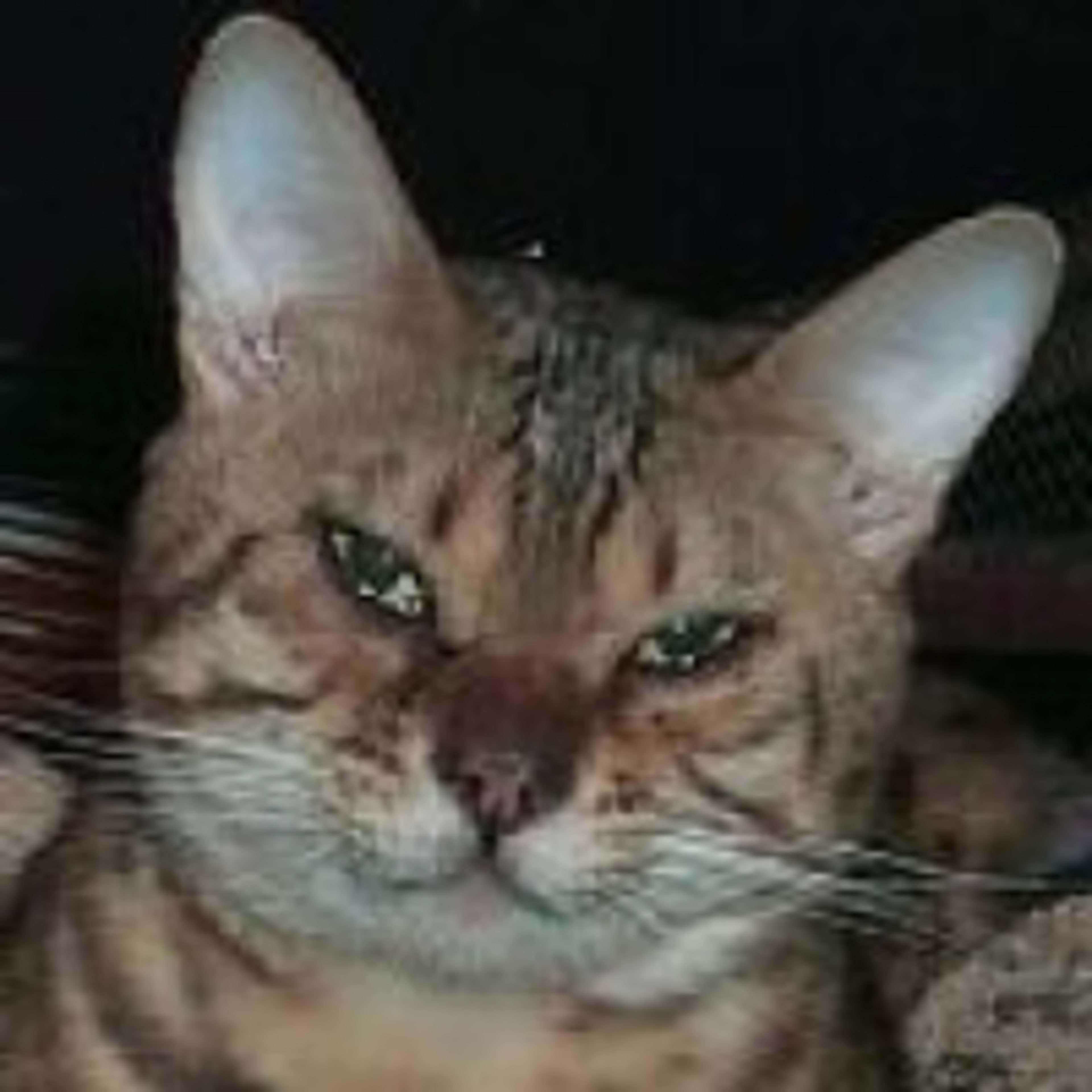 Everything You Ever Wanted to Know About Chicken Eggs - Delishably