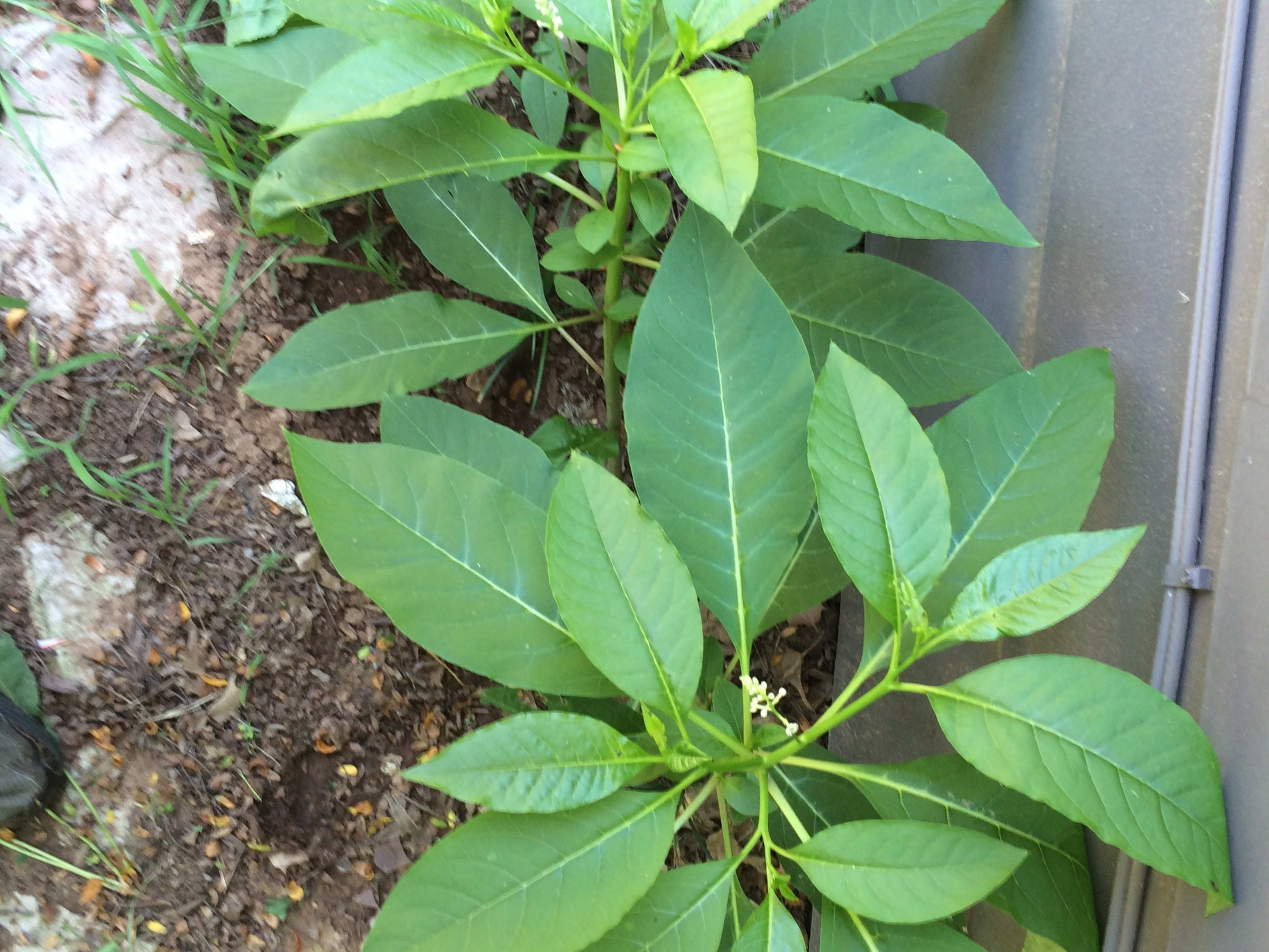 Special Diet Recipes and Dishes - Delishably