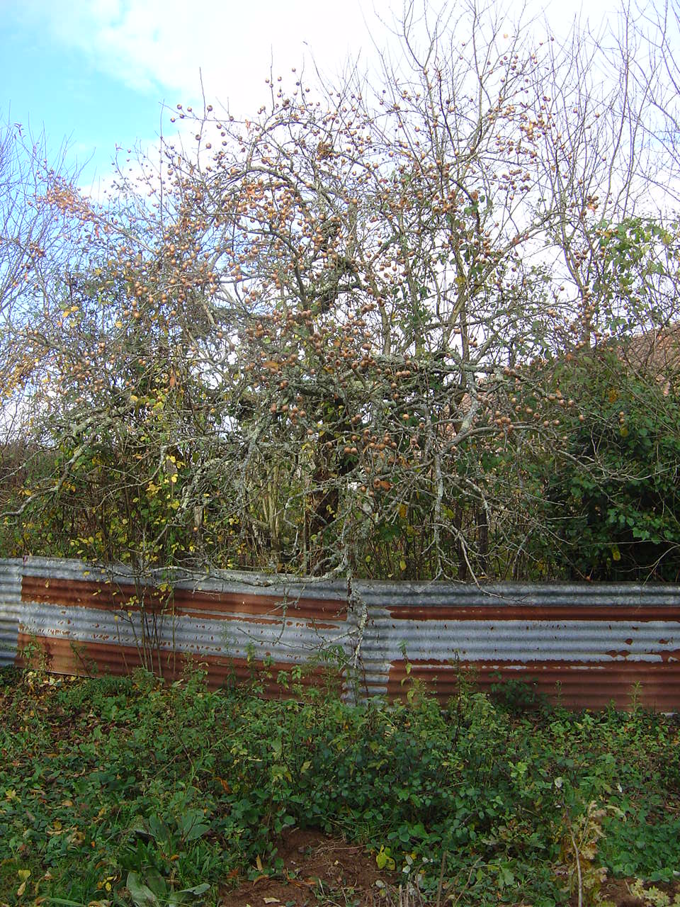 How to Make Medlar Jam - Delishably