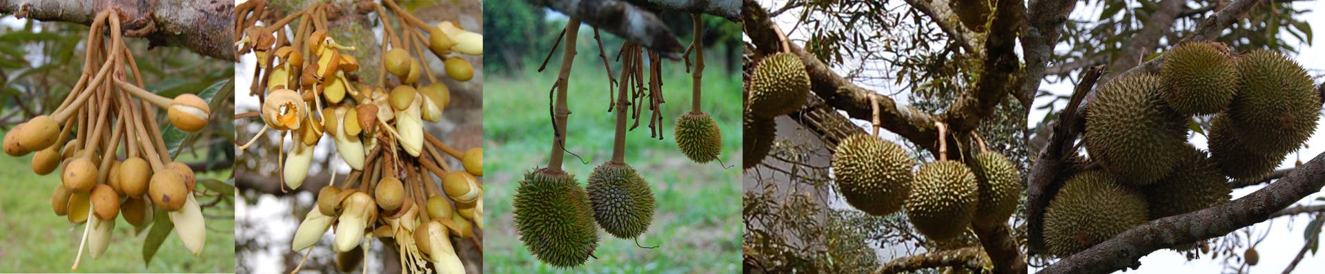 16 Popular Tropical Fruits of Malaysia - Delishably
