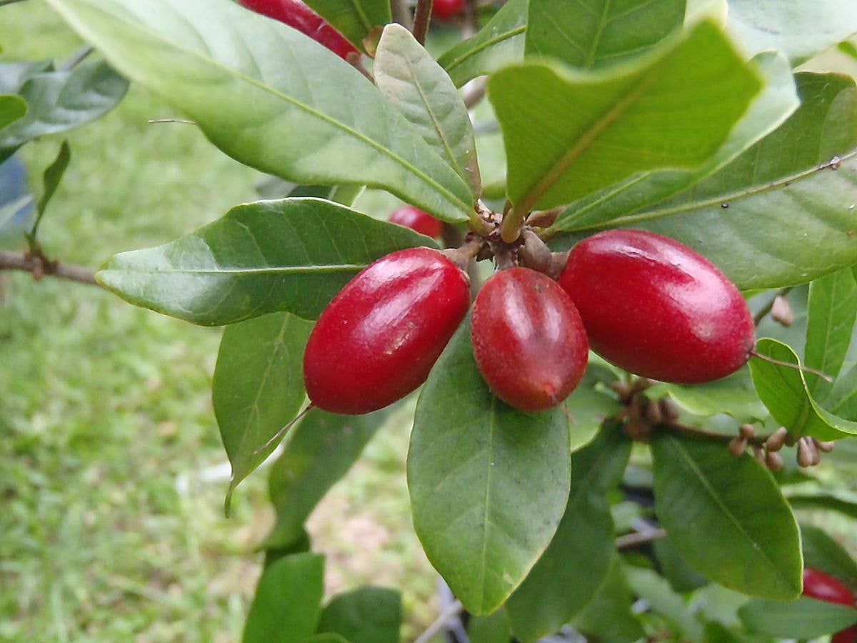 The World’s Weirdest and Most Exotic Fruits - Delishably