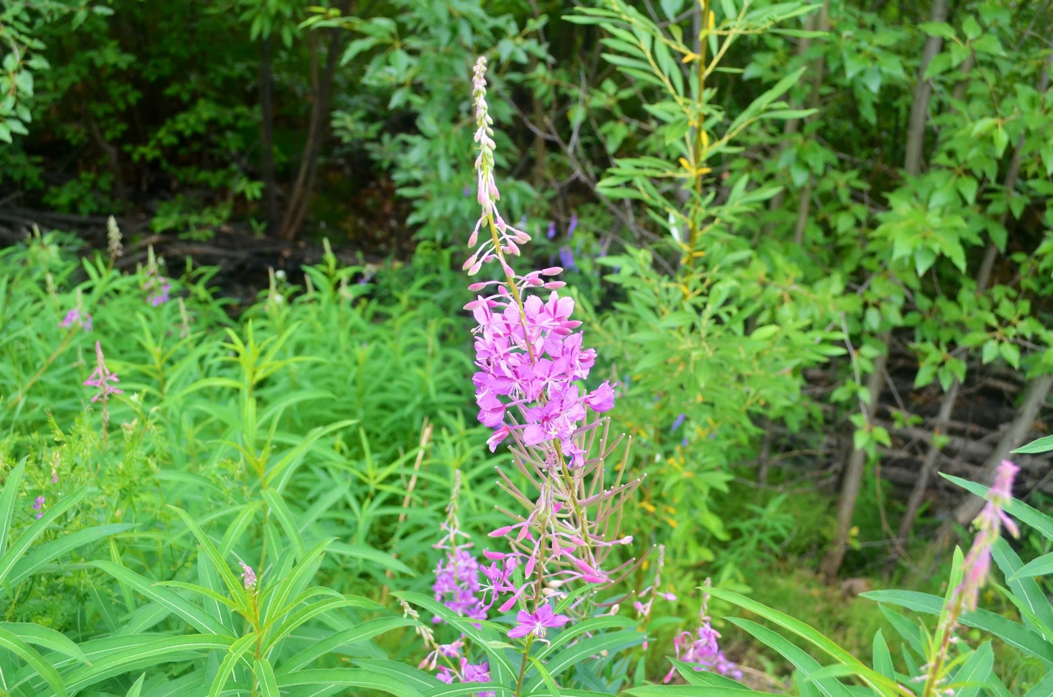 Fireweed Syrup Recipe: How to Make Flower-Infused Syrup - Delishably