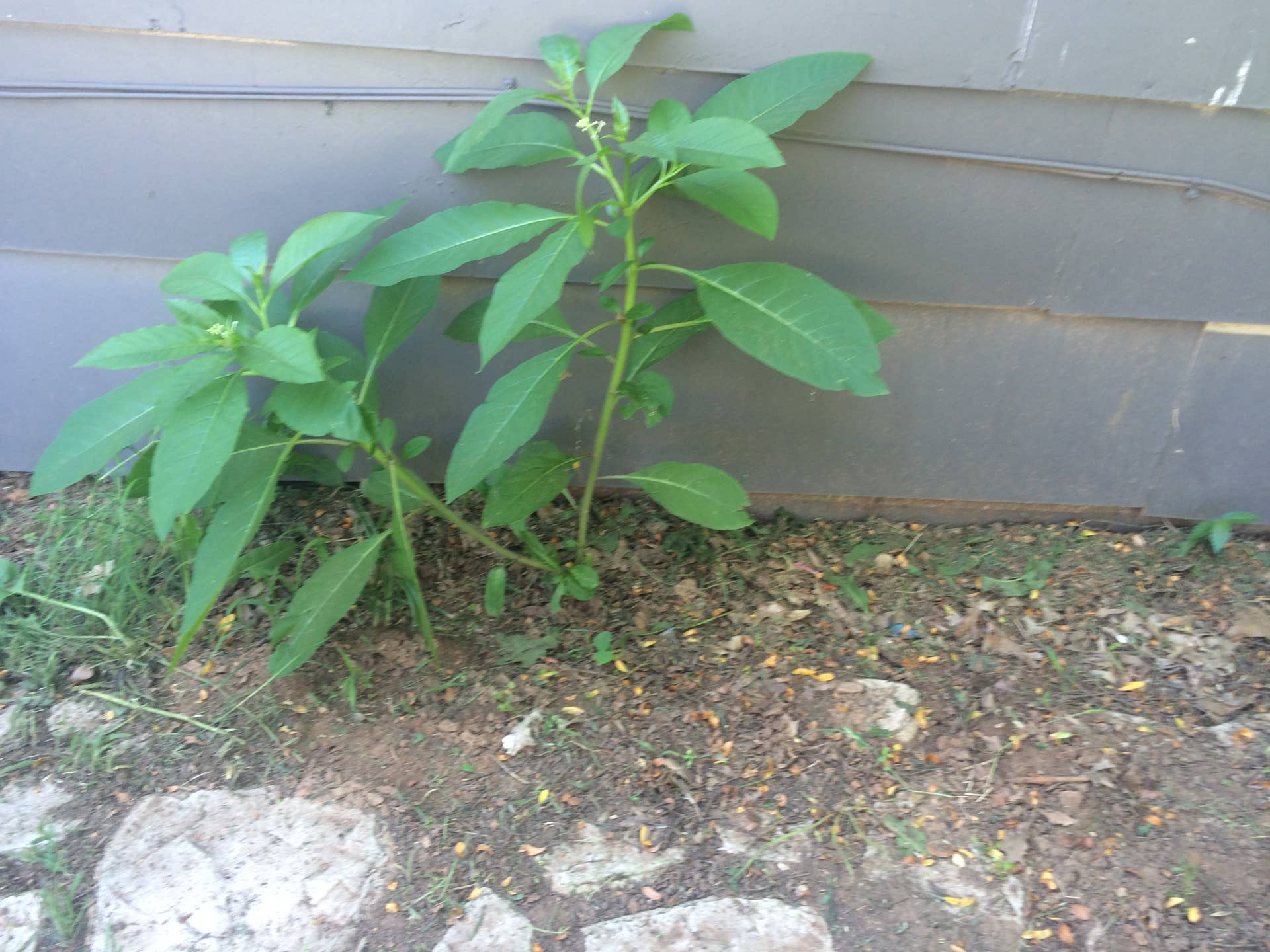 How to Identify, Harvest, and Prepare Pokeweed and Poke Sallet - Delishably