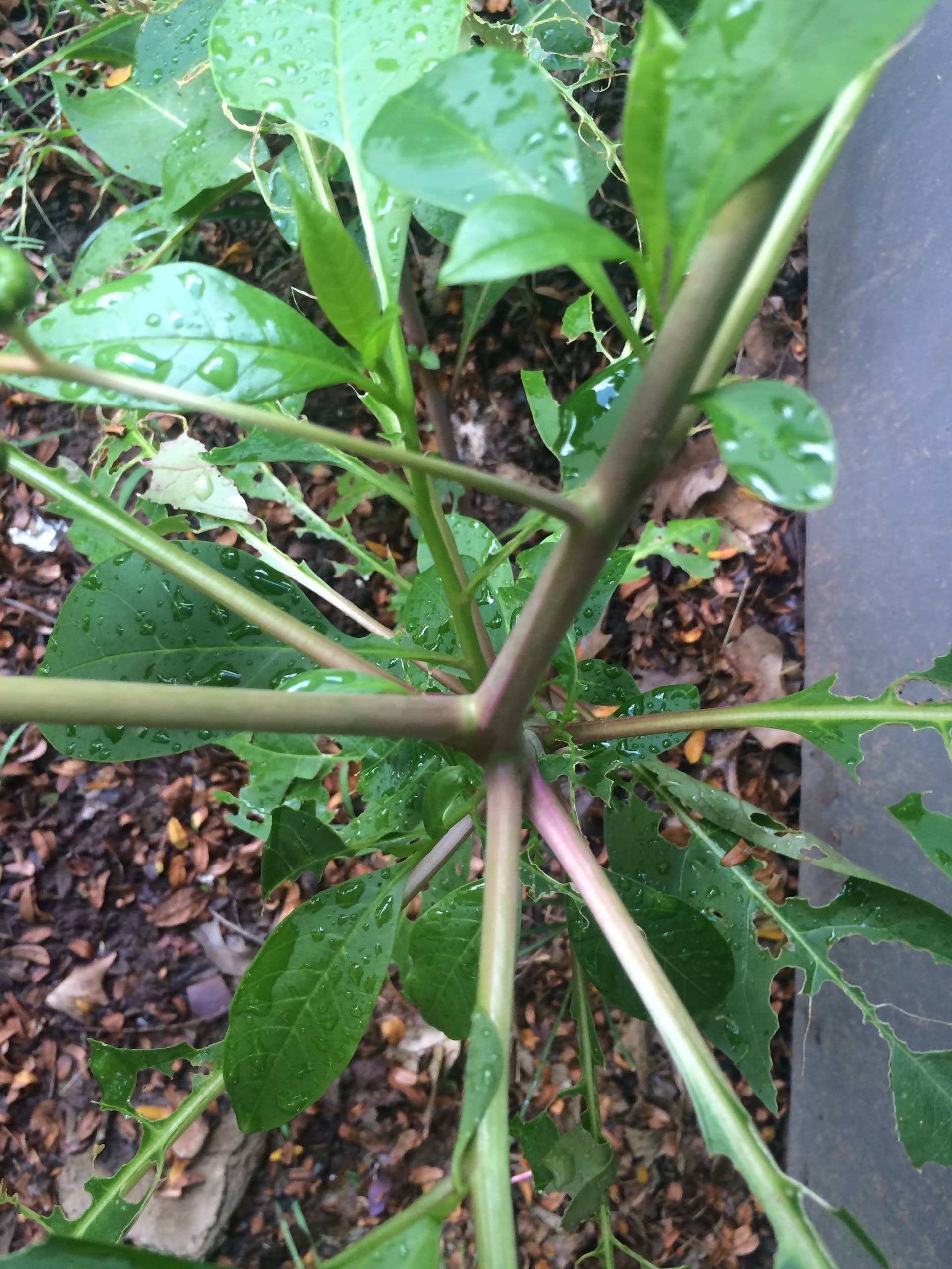 How to Identify, Harvest, and Prepare Pokeweed and Poke Sallet - Delishably