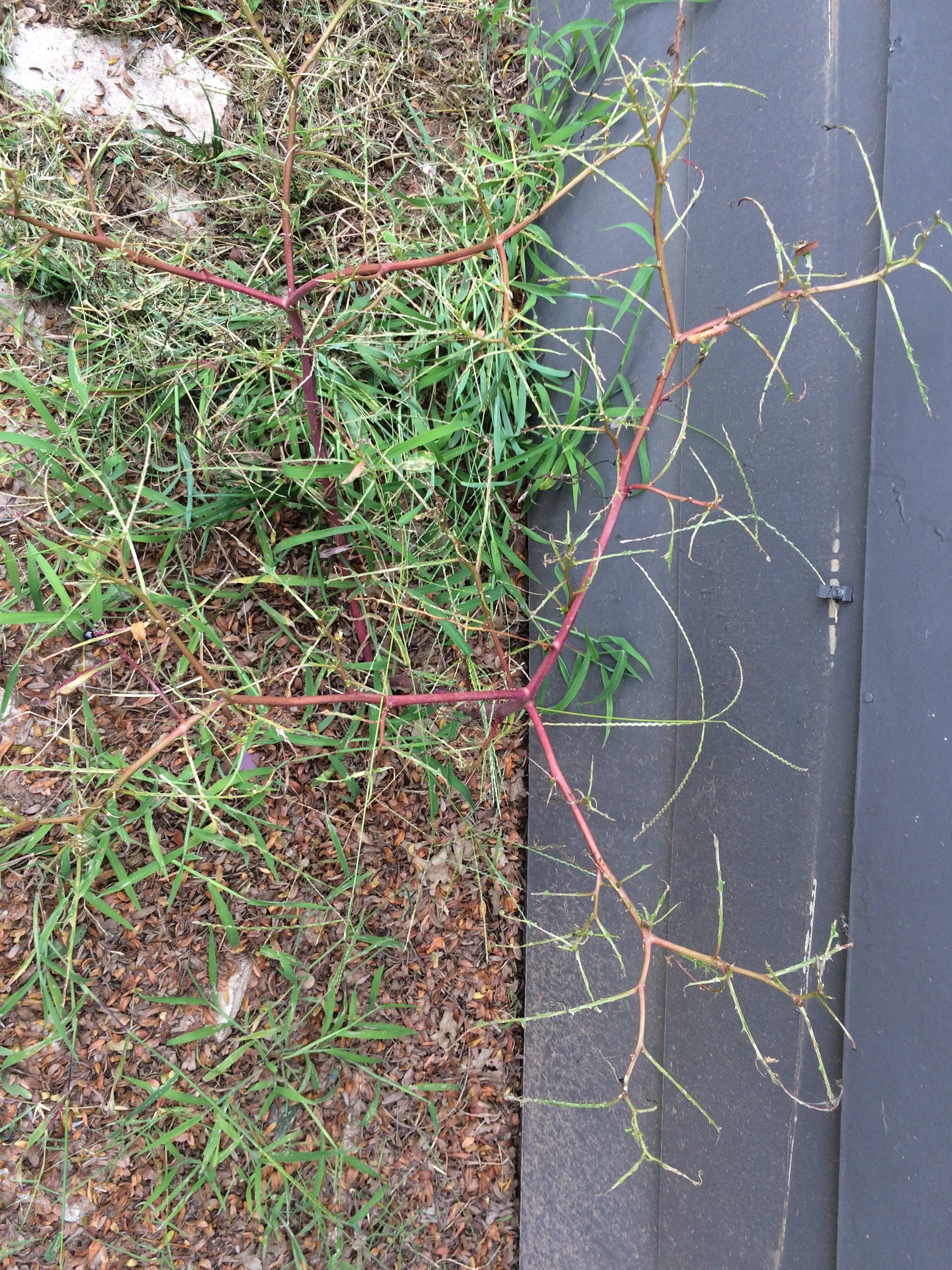 How to Identify, Harvest, and Prepare Pokeweed and Poke Sallet - Delishably